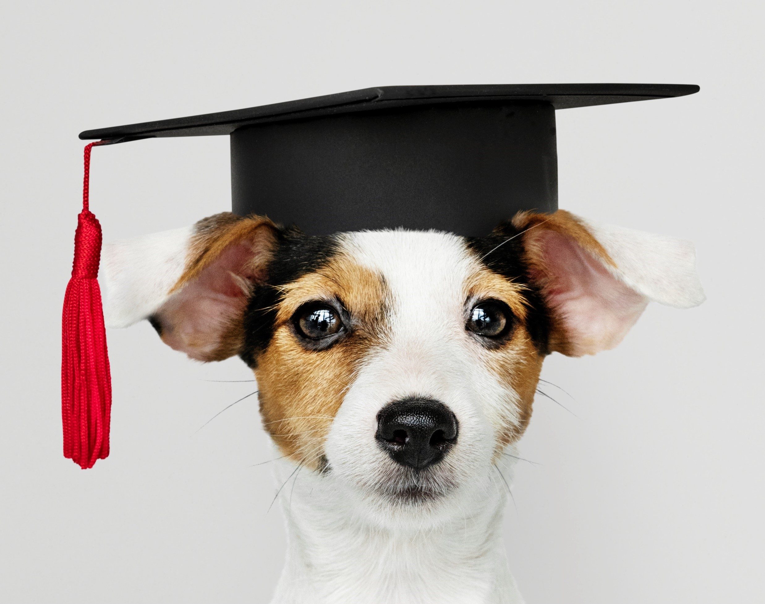 ‘Tis the Season! - Graduation Gift Ideas | Alpha Planning